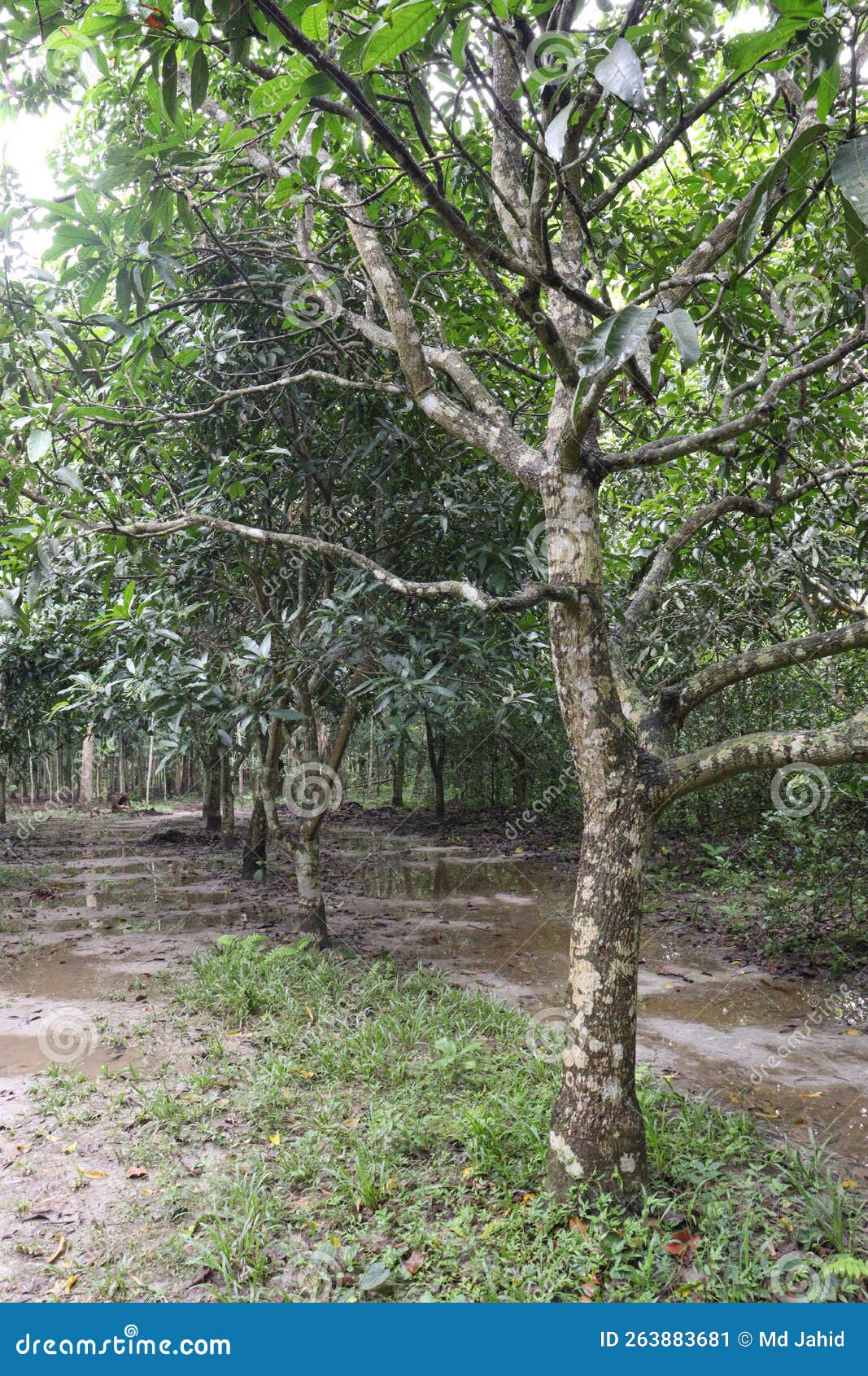 A mango tree plant on farm stock image. Image of farmer - 263883681
