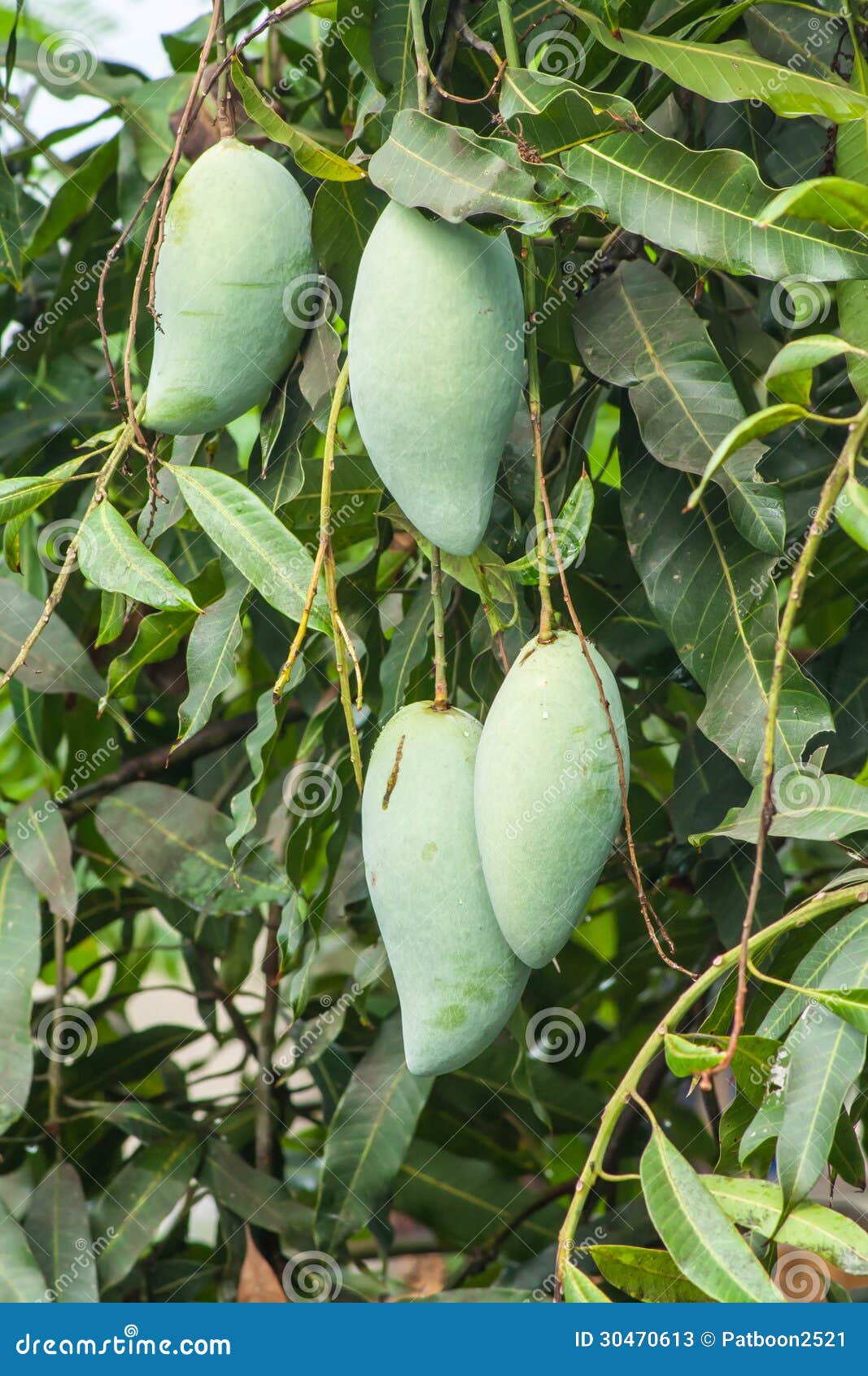 Mango stock image. Image of summer, ripe, mango, produce - 30470613