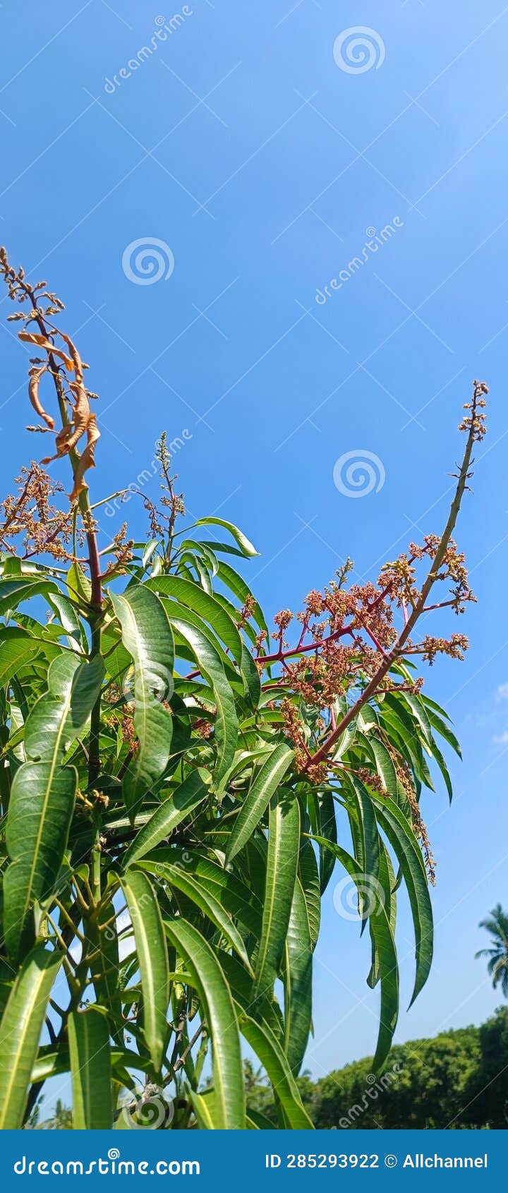 Mango Tree Plants that Bear Fruit Have Very Beautiful Flowers Stock ...