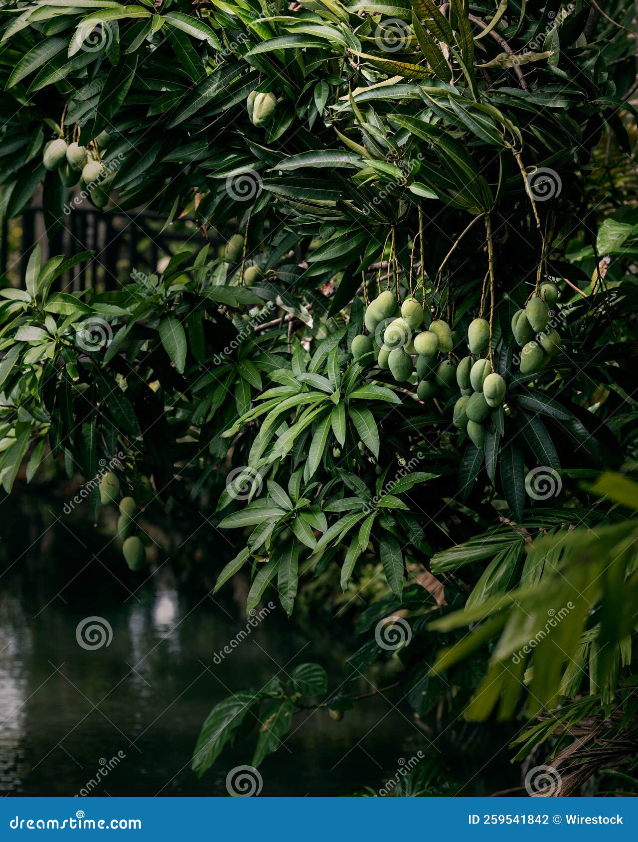 Mango Tree by a Pond in the Caribbean Tropical Island of Barbados Stock ...
