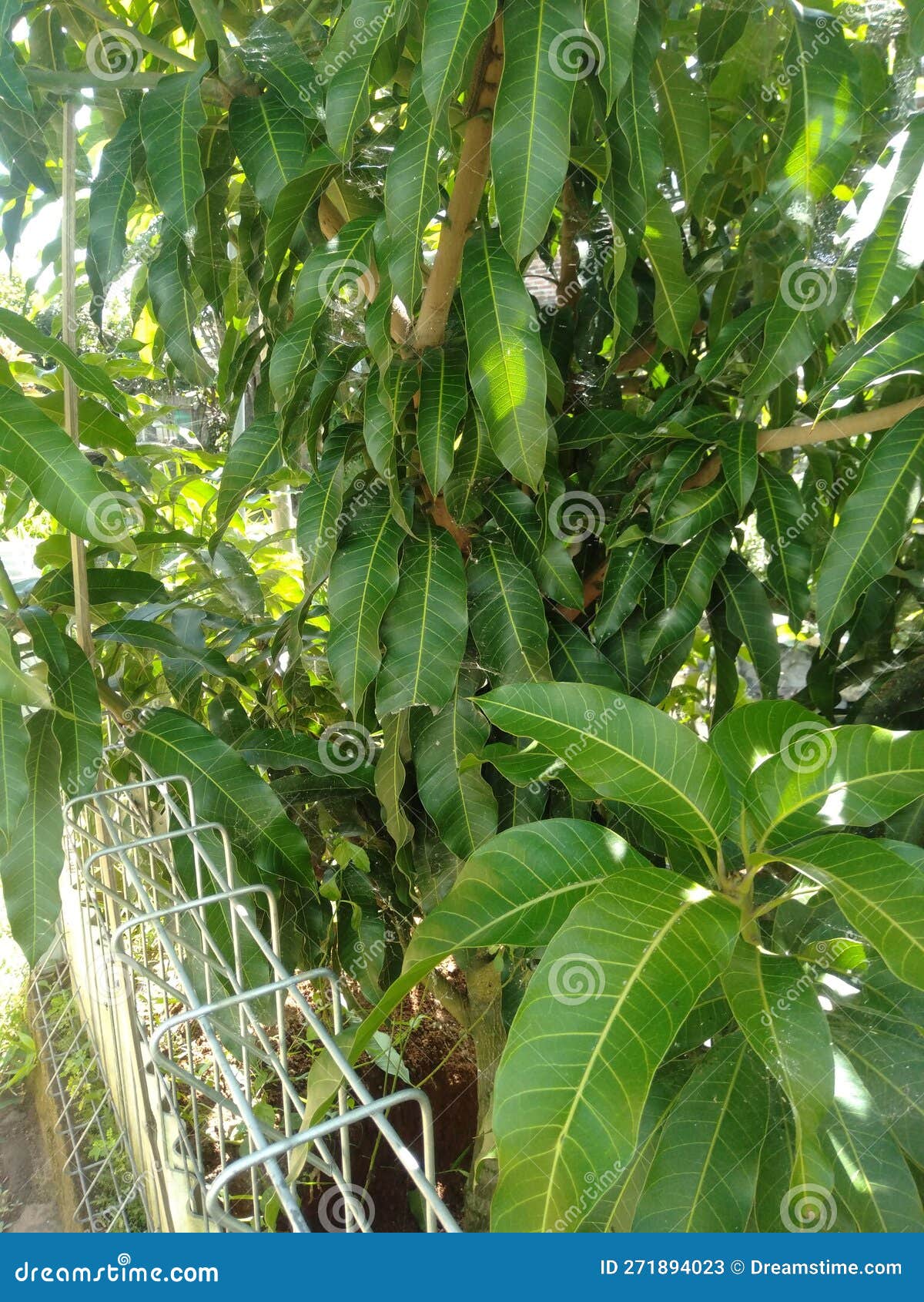 Mango Tree Portrait in the Yard Stock Image - Image of garden, forest ...
