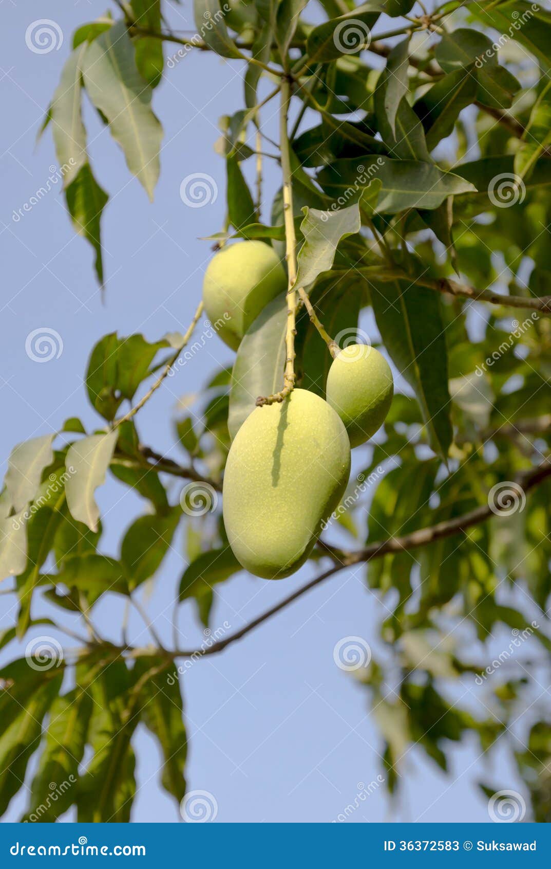 Mango tree with raw fruits stock image. Image of juice - 36372583
