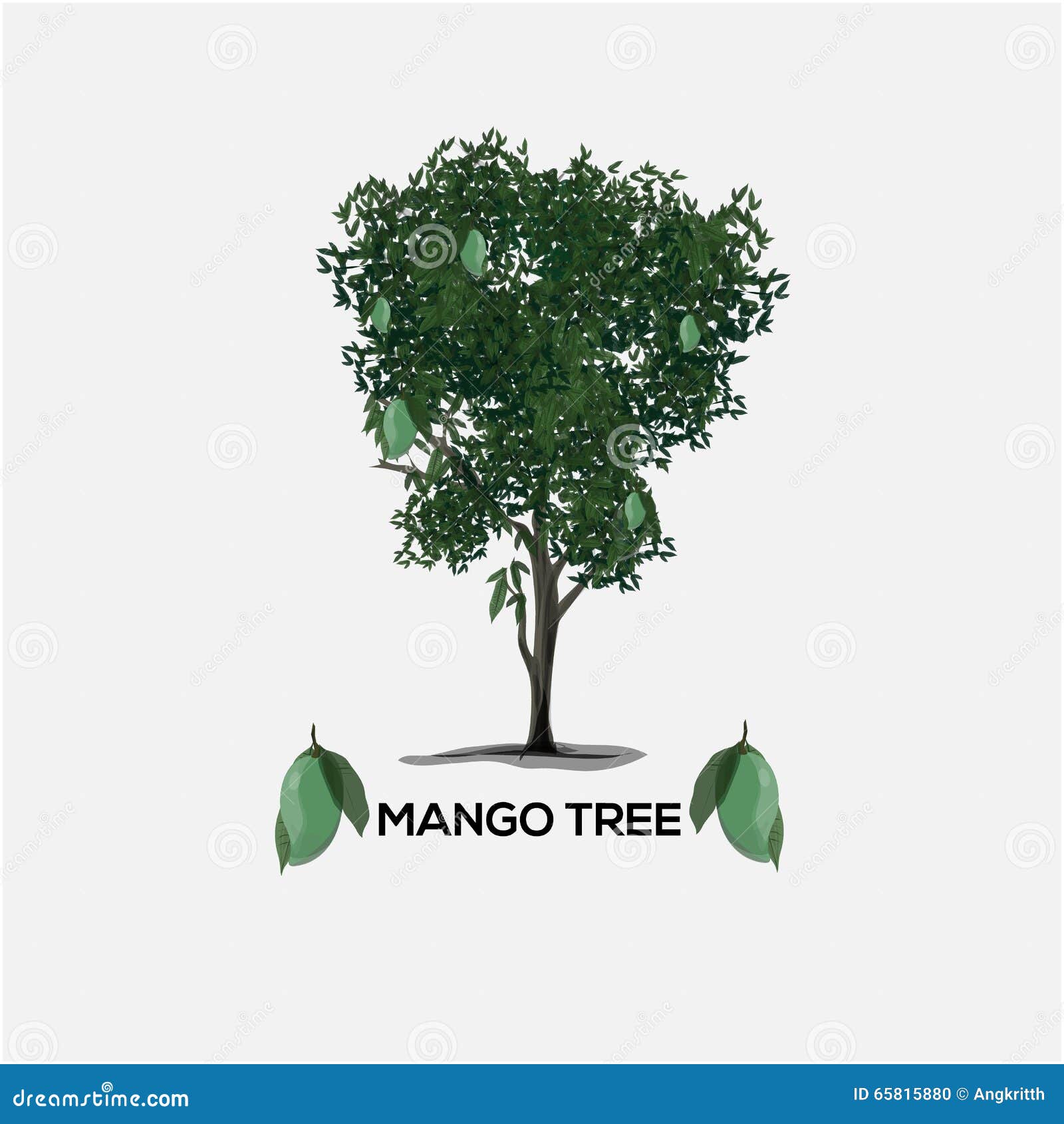 Mango tree. realistic - stock illustration. Illustration of countryside ...