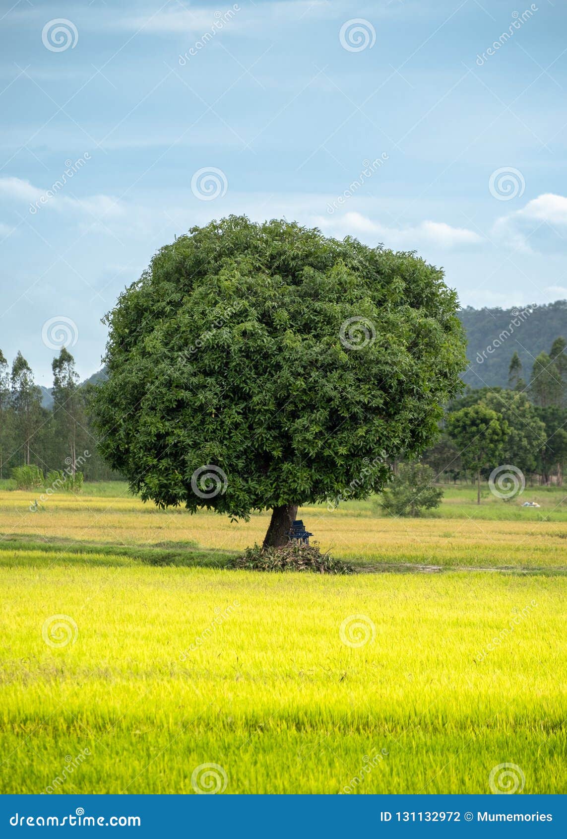 Mango Tree on Rice Field with Blue Sky Stock Photo - Image of outdoor ...