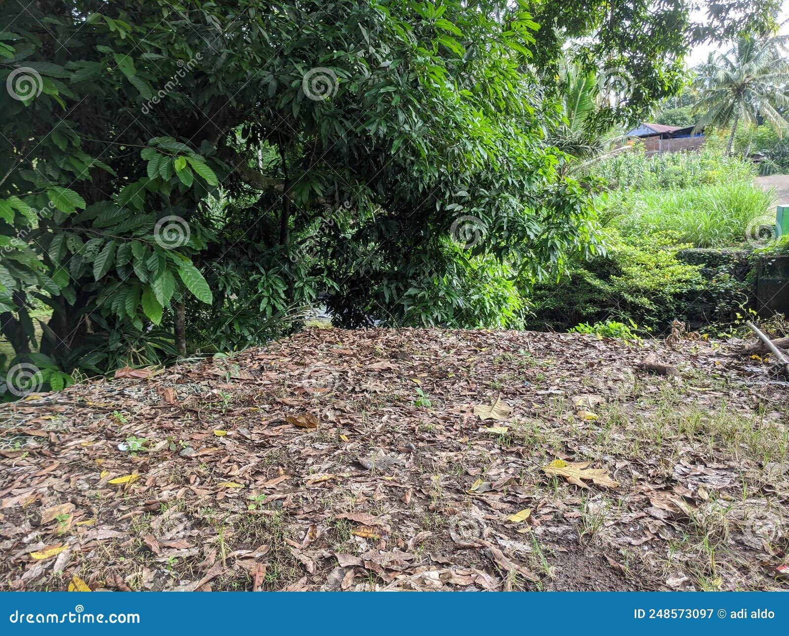 Mango tree by the river stock image. Image of trail - 248573097