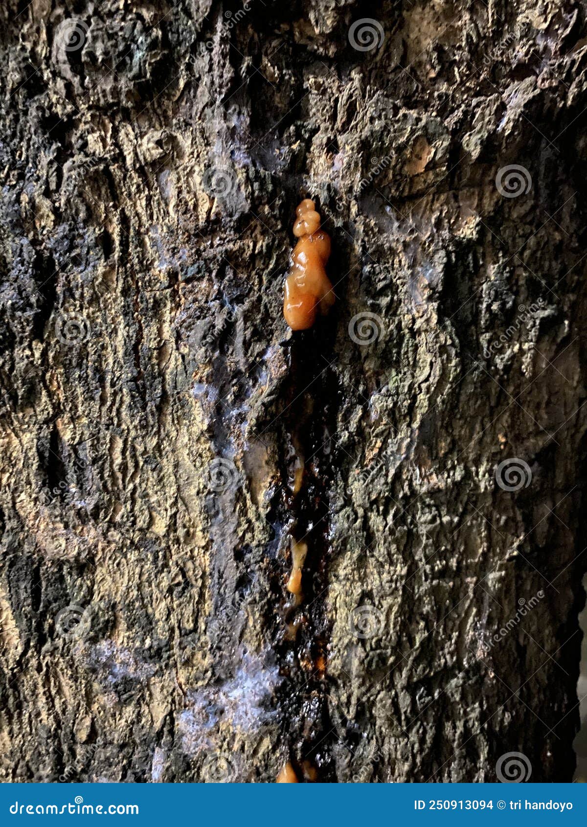 Mango tree sap stock photo. Image of amber, nature, bark - 250913094