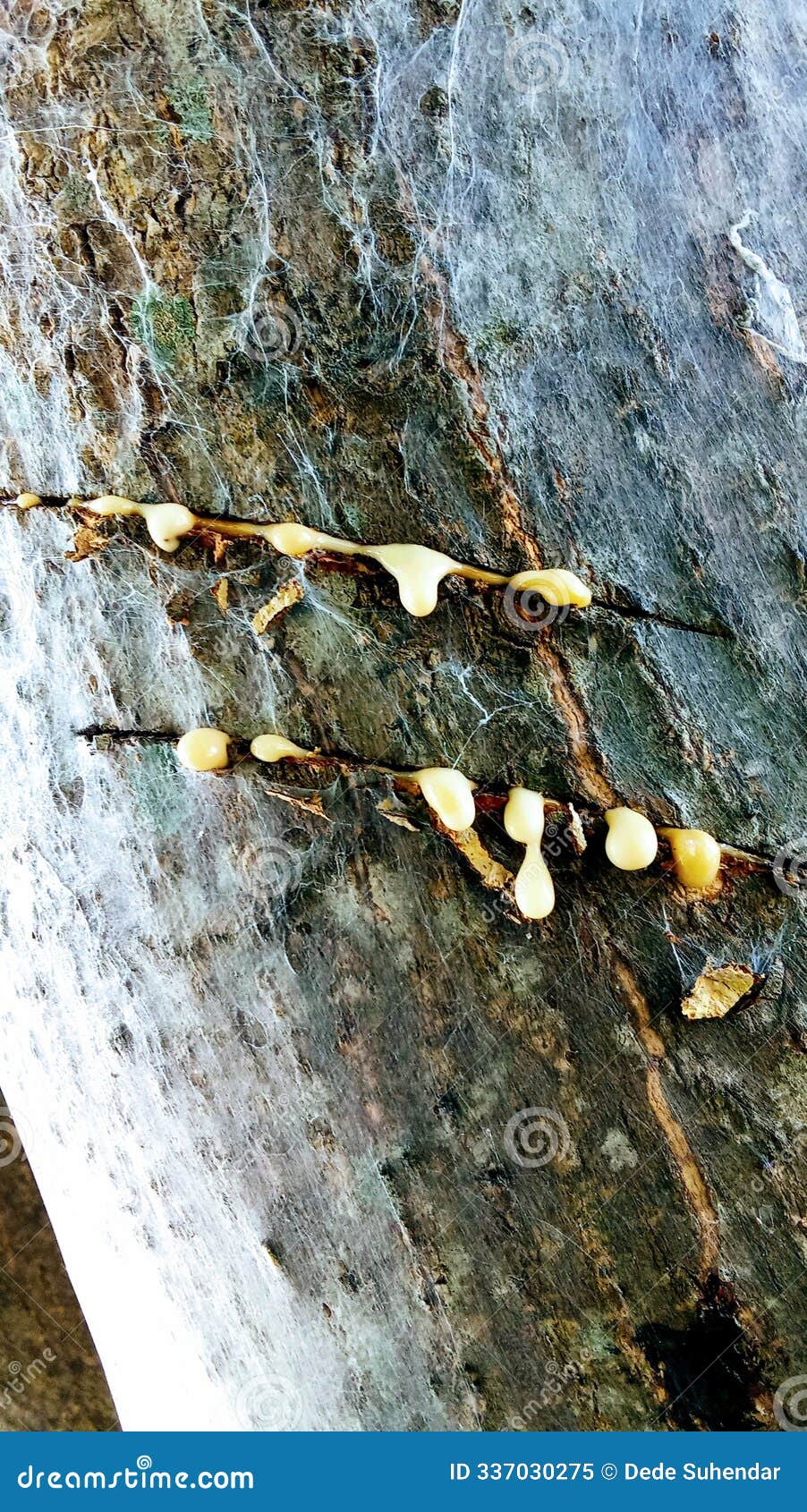 Mango Tree Sap Drops Natural Stock Image - Image of drops, natural ...