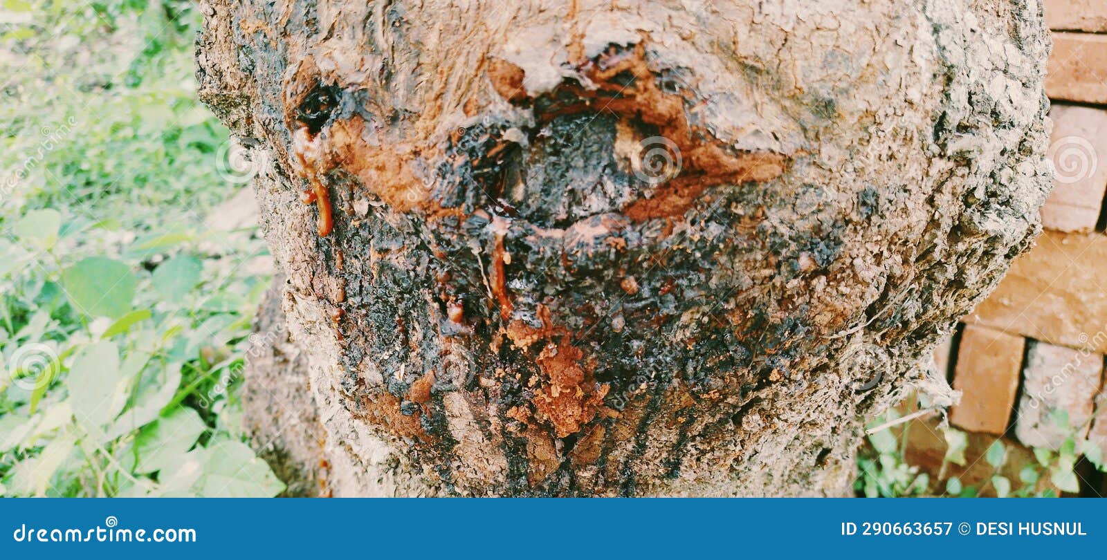 Mango Tree Sap that Has Turned Brown Stock Image - Image of tree, brown ...