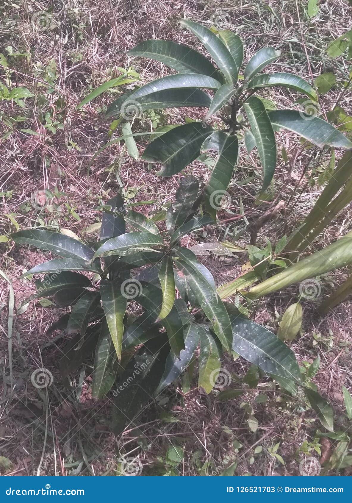 Mango tree sapling stock image. Image of gown, mango - 126521703