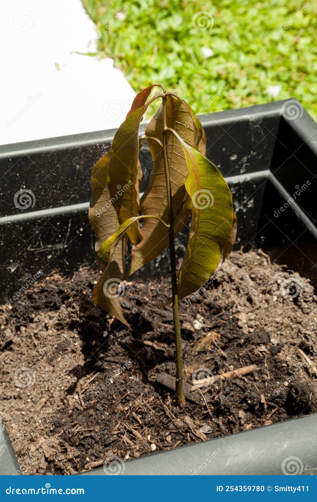 Mango Tree Seedling Sprouts in Organic Dirt in a Garden Stock Photo ...