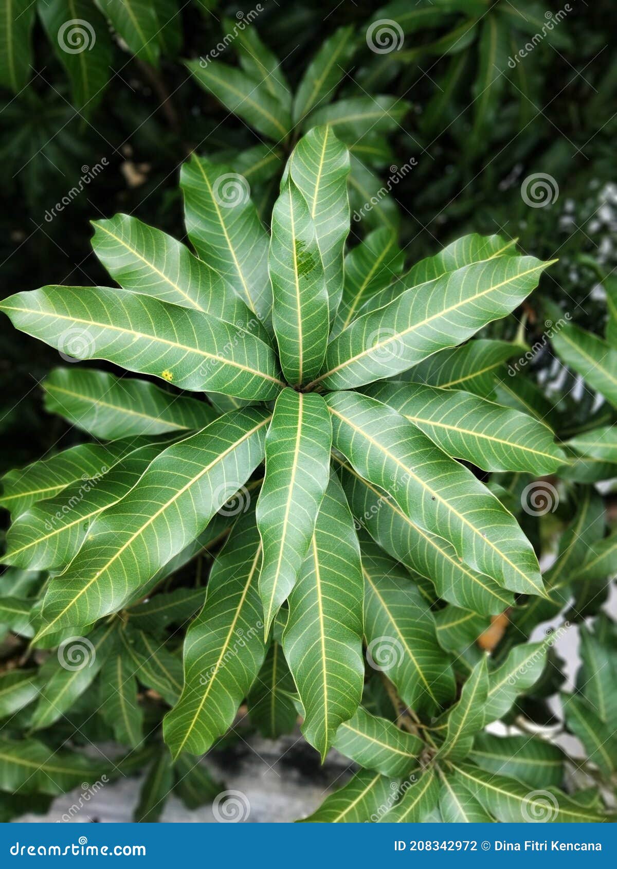 Mango tree shoots stock photo. Image of vegetation, flower - 208342972