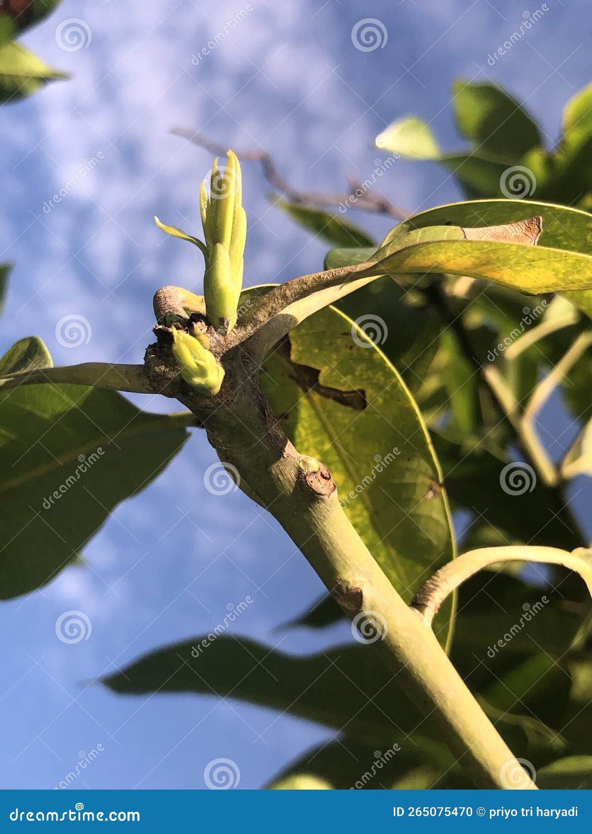 Mango tree shoots stock photo. Image of shoots, tree - 265075470