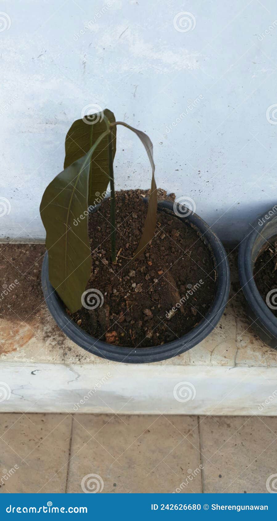 Mango Tree Shoots. Young Shoots of Mango Tree Stock Photo - Image of ...