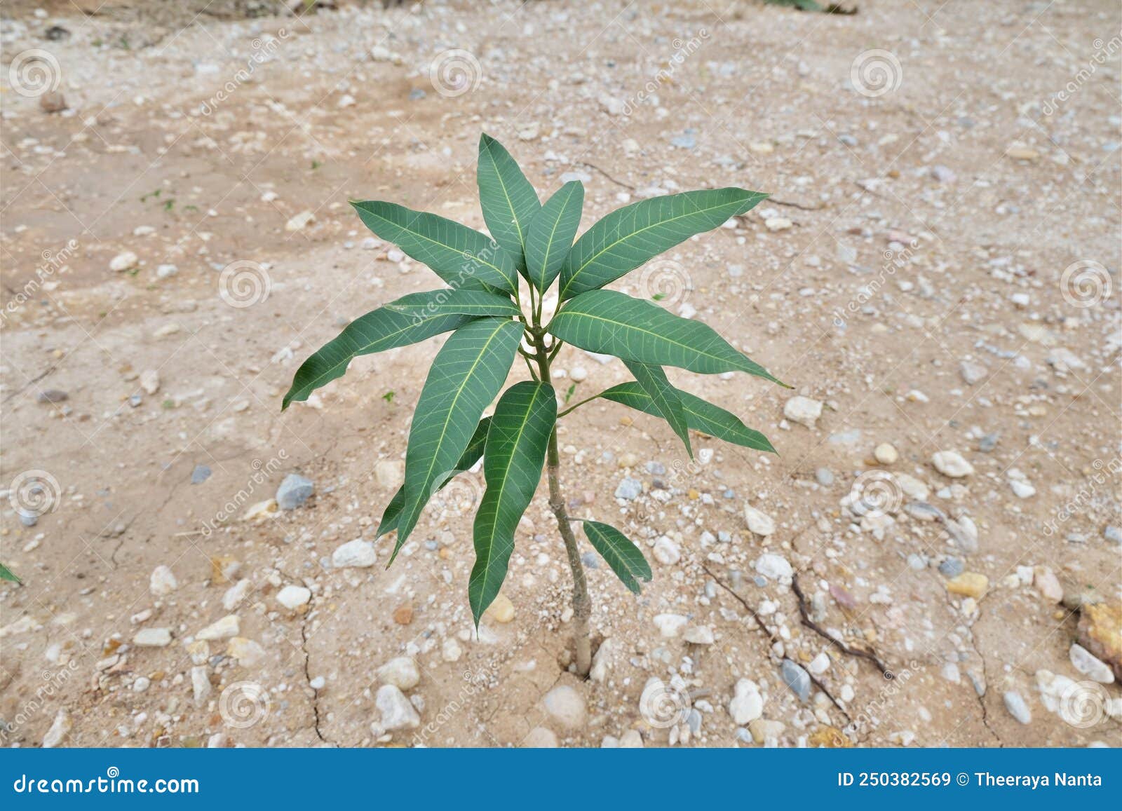 Mango Tree with Single Leaves. Stock Image - Image of frost, flower ...