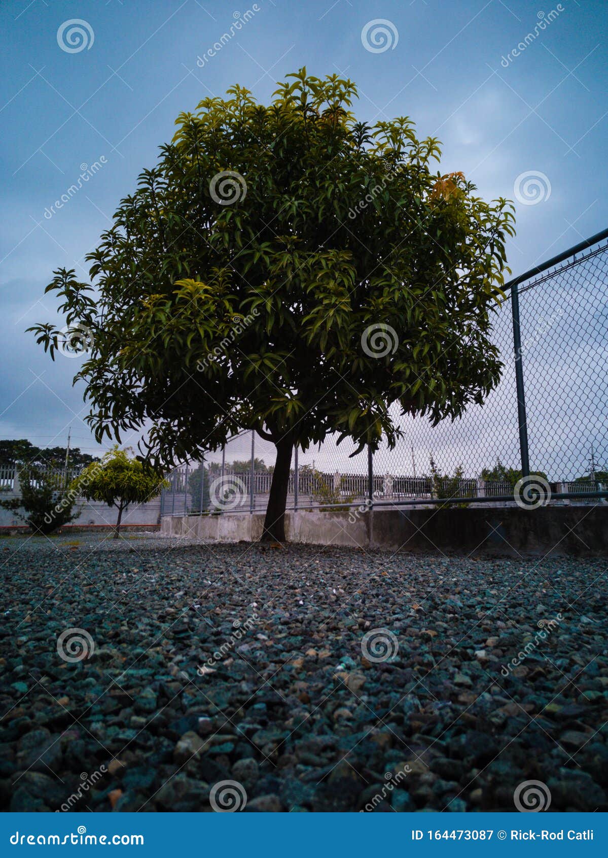 Mango tree and Sky stock image. Image of cloudy, tree - 164473087