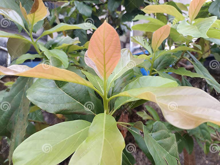Mango Tree, Small Mango Plant in India Stock Photo - Image of evergreen ...