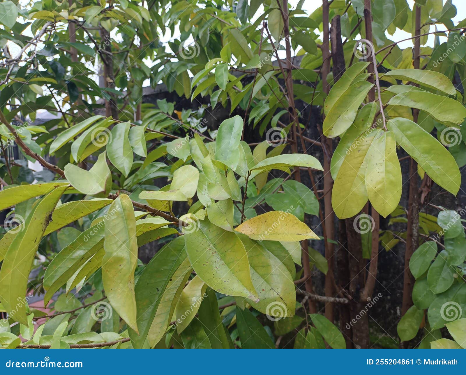 Mango Tree, Small Mango Plant in India Stock Image - Image of autumn ...