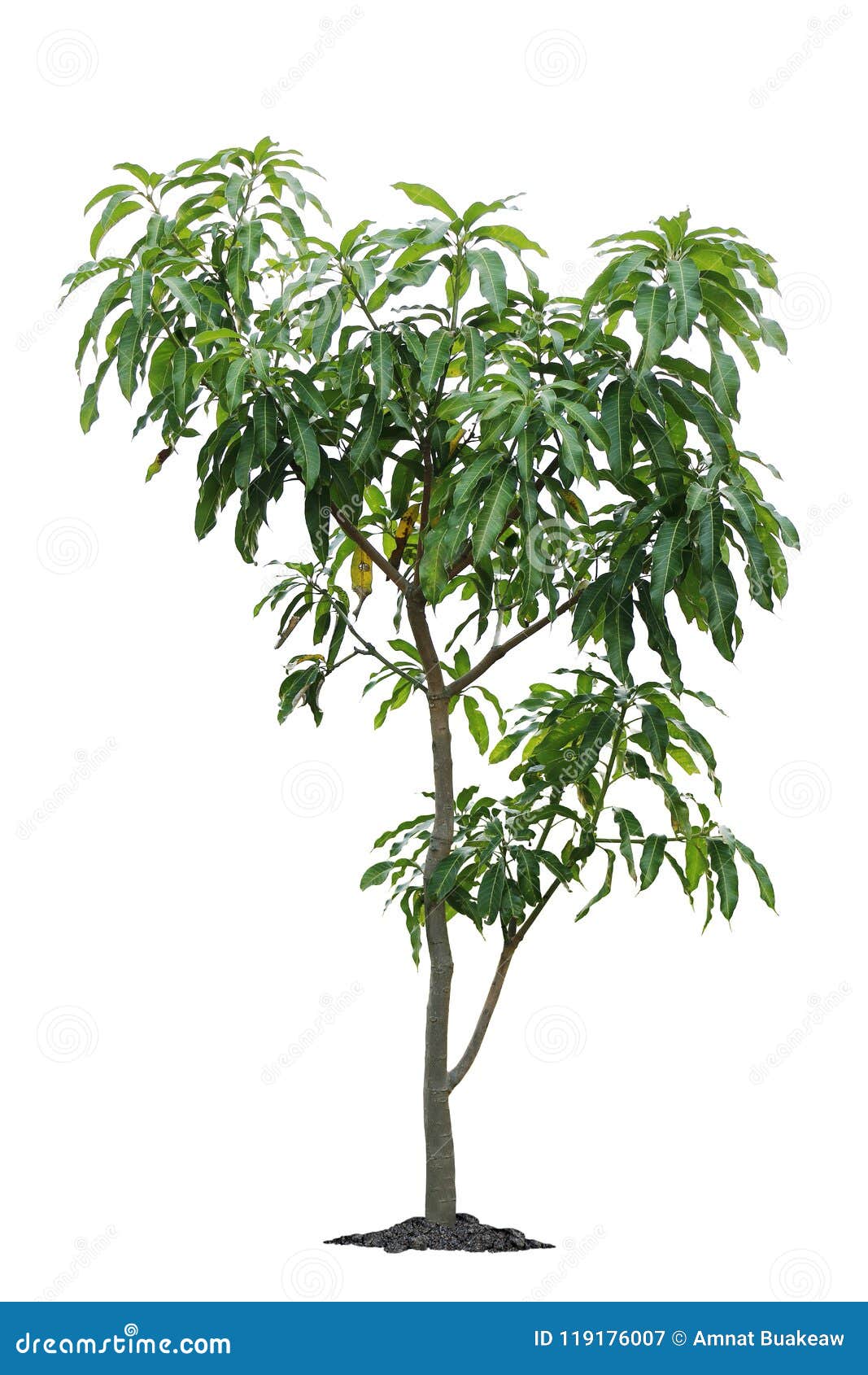Mango Tree, Small Mango Tree, Mango Seedlings Isolated On White ...