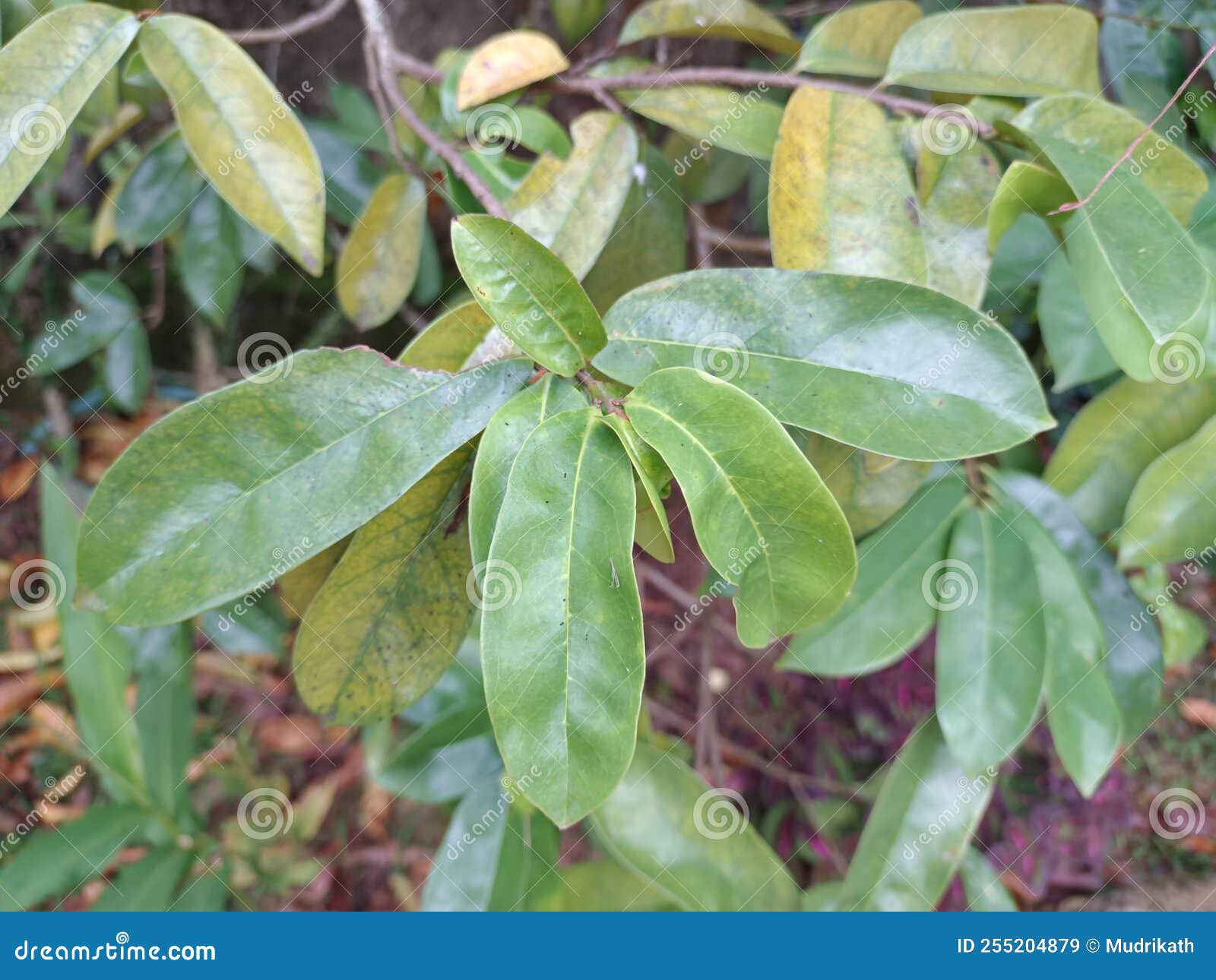 Mango Tree, Small Mango Plant in India Stock Image - Image of small ...