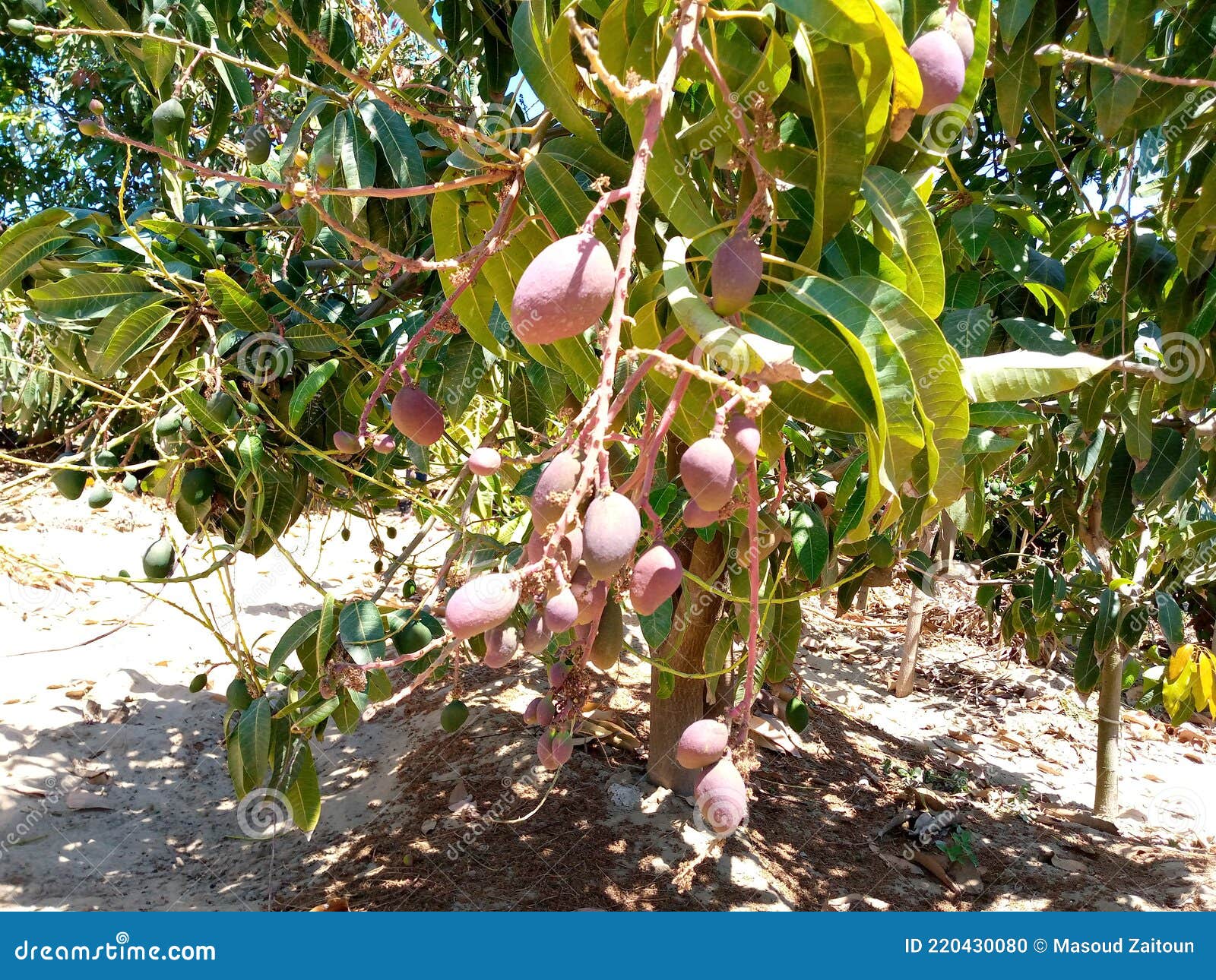 Mango Tree with Small Red Fruits Stock Photo - Image of egypt, apples ...