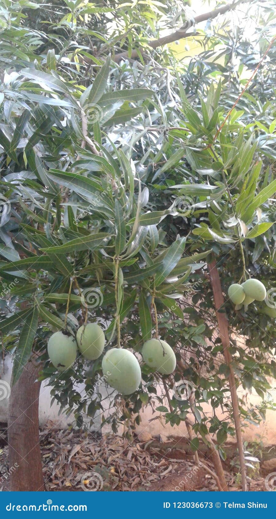 Mango Tree in South India stock image. Image of indian - 123036673