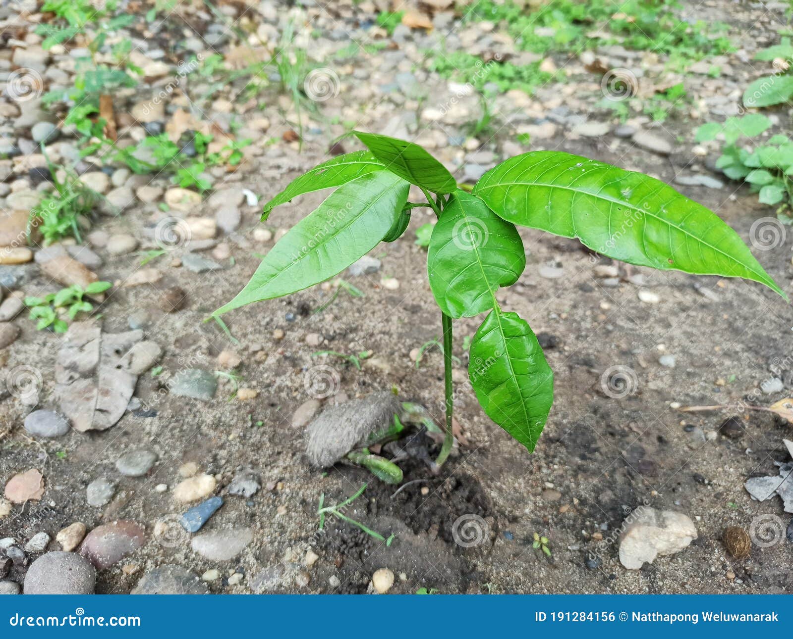 Mango Tree Sprouting from the Seed. Stock Photo - Image of crop ...