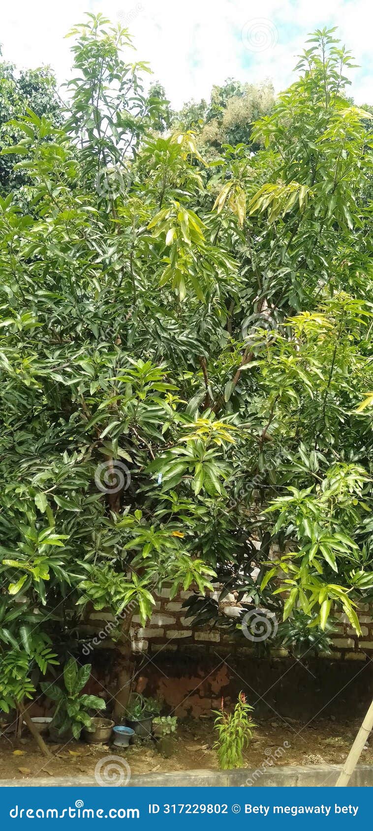 A Mango Tree that Still Has No Fruit Stock Photo - Image of tree, still ...