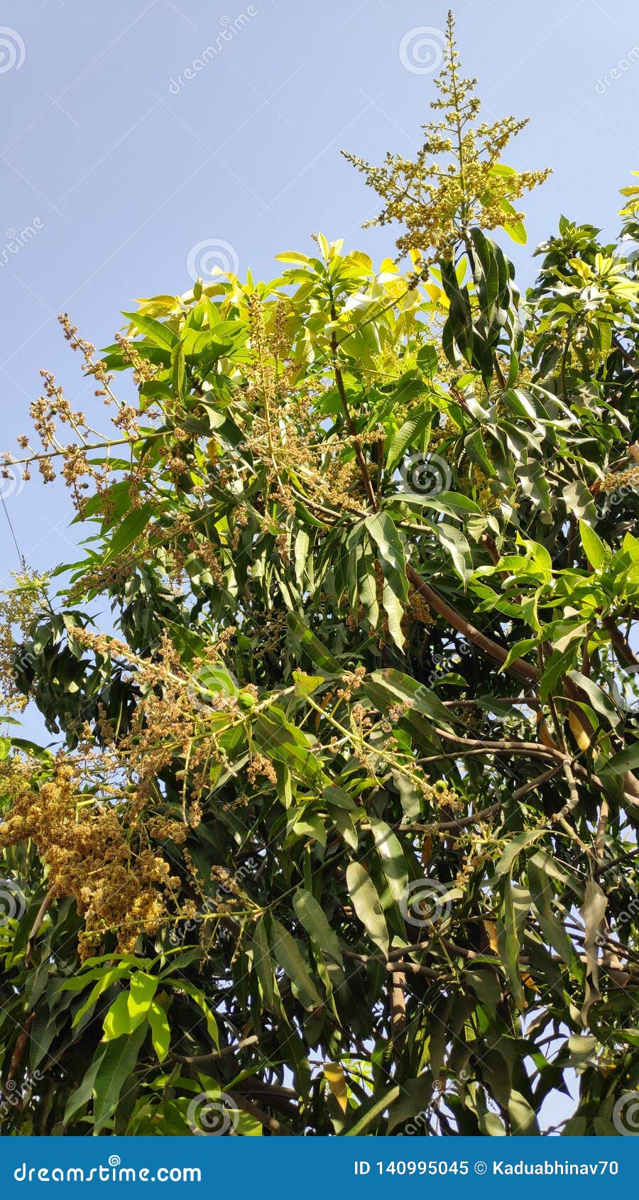 Mango tree buds stock image. Image of leaves, tropical - 140995045