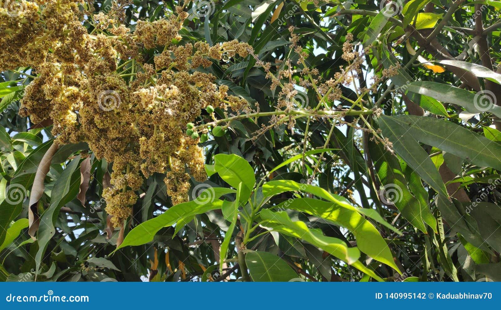 Mango tree buds stock photo. Image of tropical, nature - 140995142