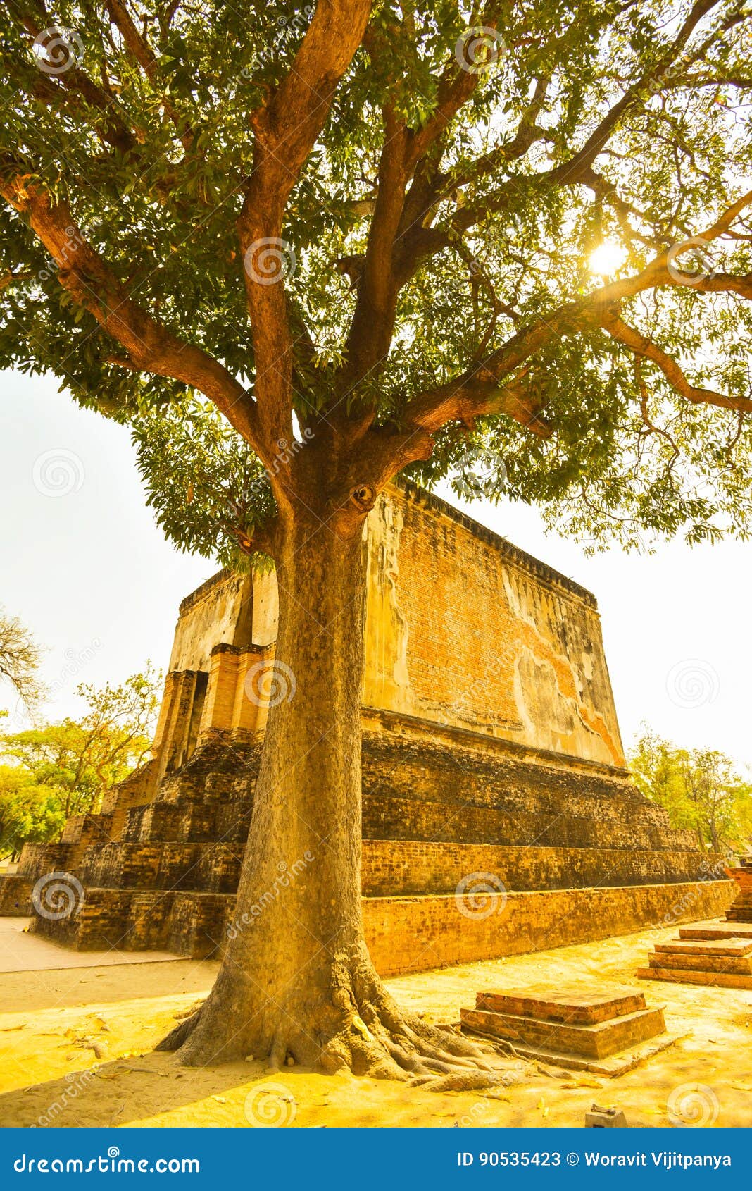Mango Tree Sunset stock image. Image of isolation, stem - 90535423