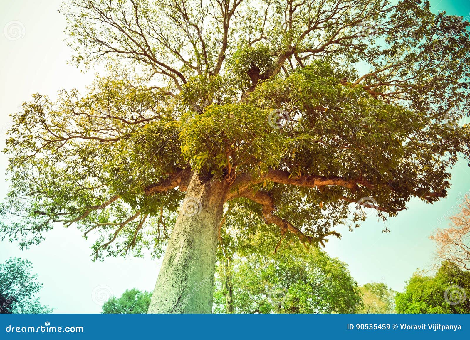 Mango Tree Sunset stock image. Image of life, woods, growth - 90535459