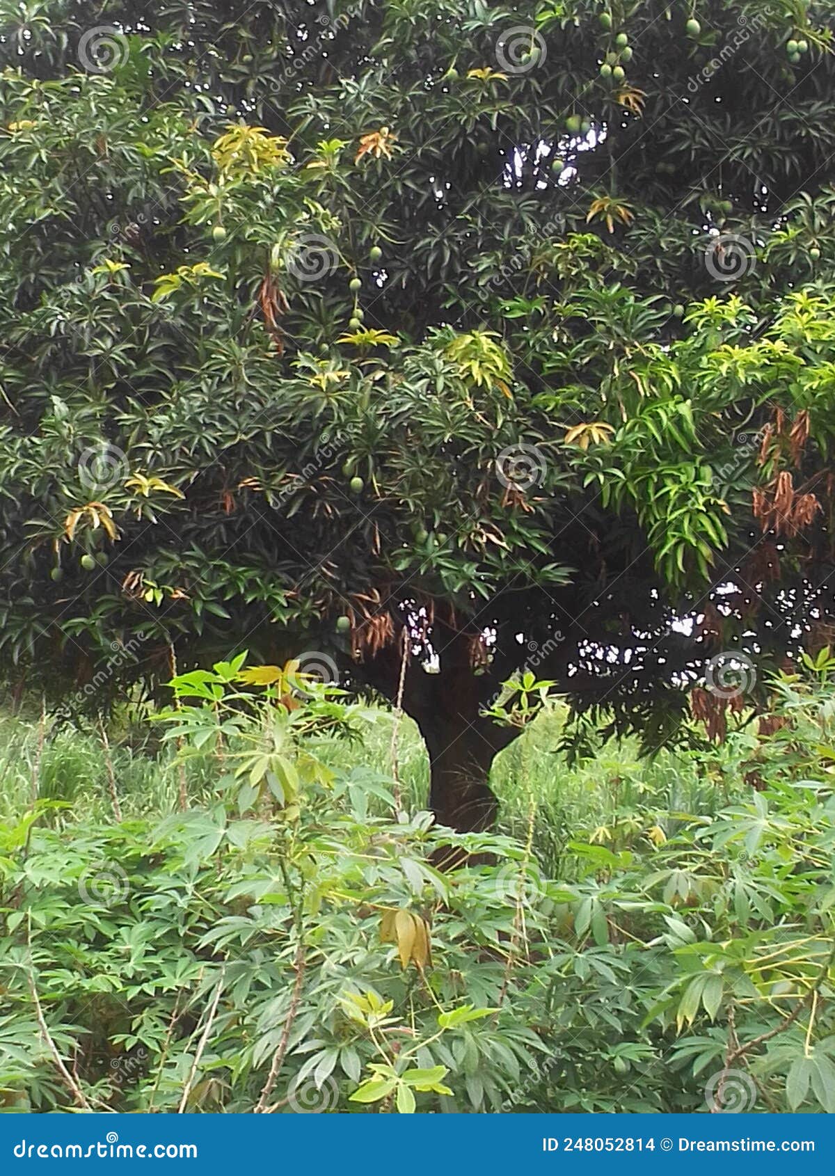 Cassava Plants Grows In A Farm Fiji Royalty-Free Stock Image ...
