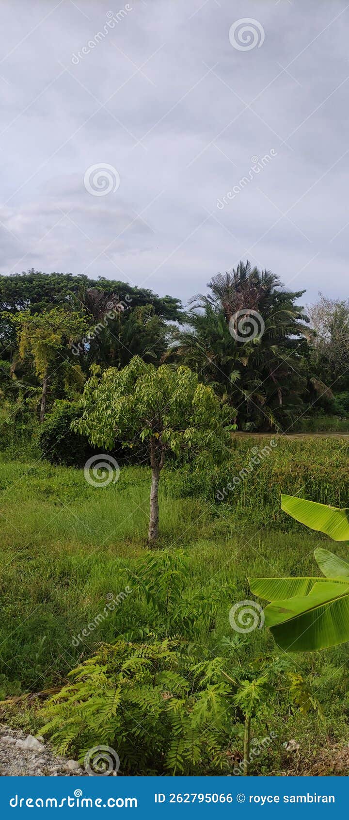 Mango tree in the swamp stock photo. Image of reflection - 262795066