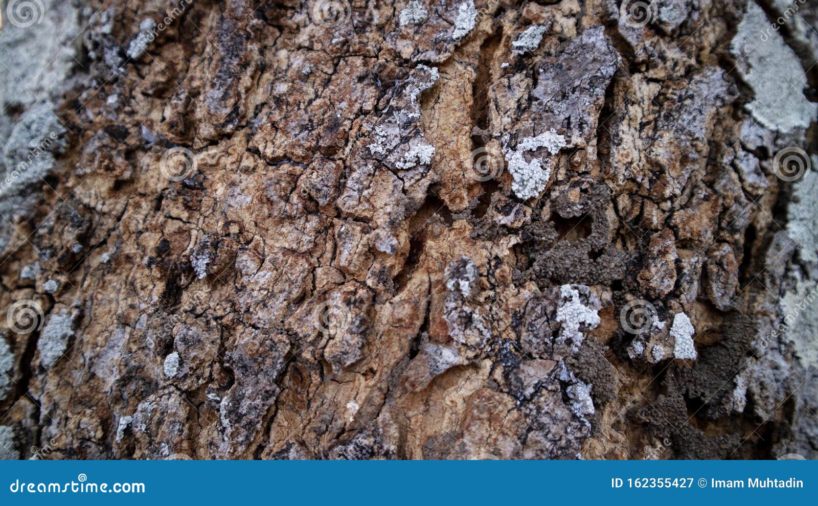 Mango Tree Texture Due To a Long Dry Season Stock Image - Image of ...