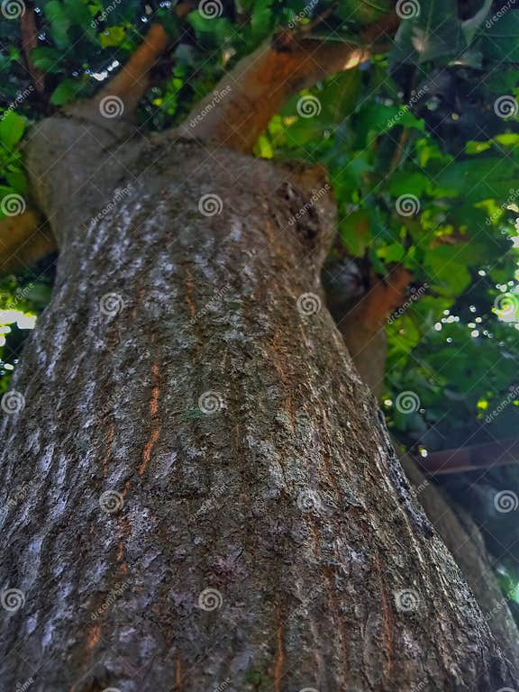 Mango Tree, with the Texture of an Old Tree Stock Image - Image of rock ...