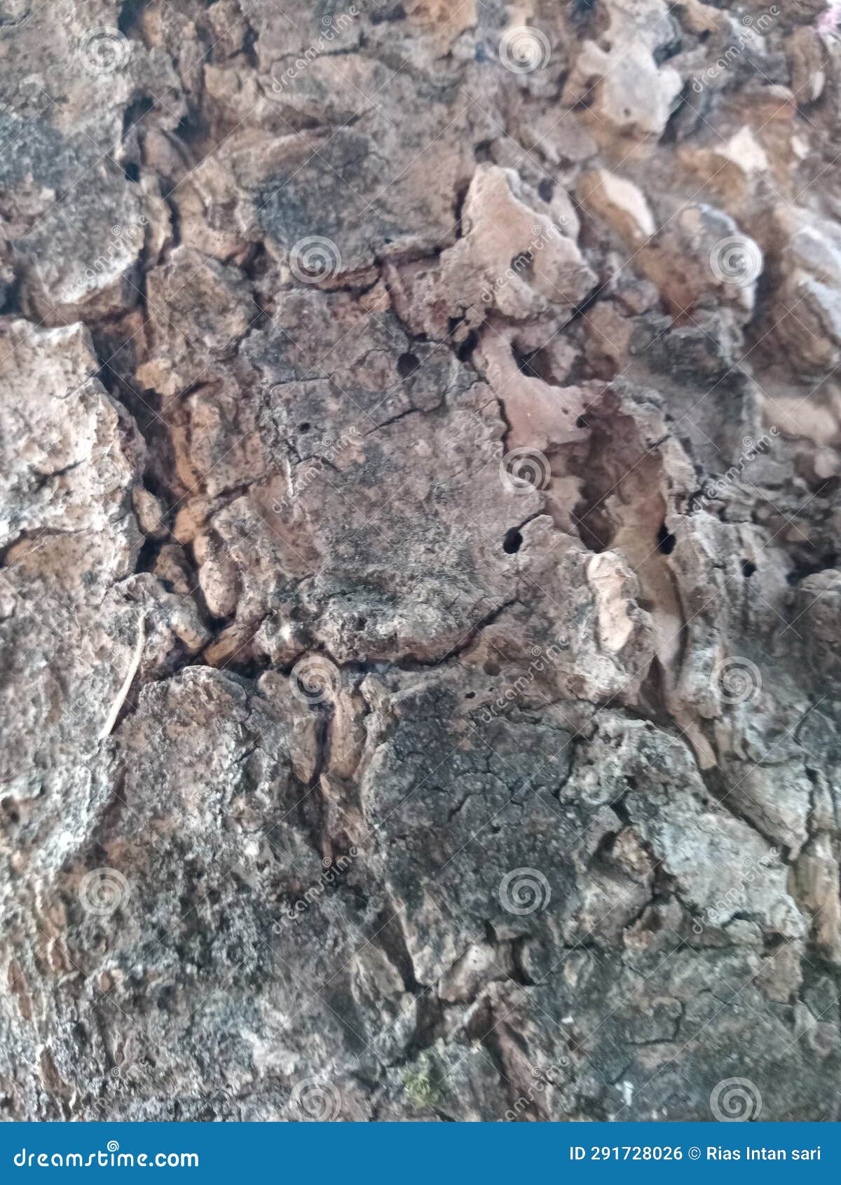 Mango Tree Texture Up Close Stock Photo - Image of tree, mango: 291728026