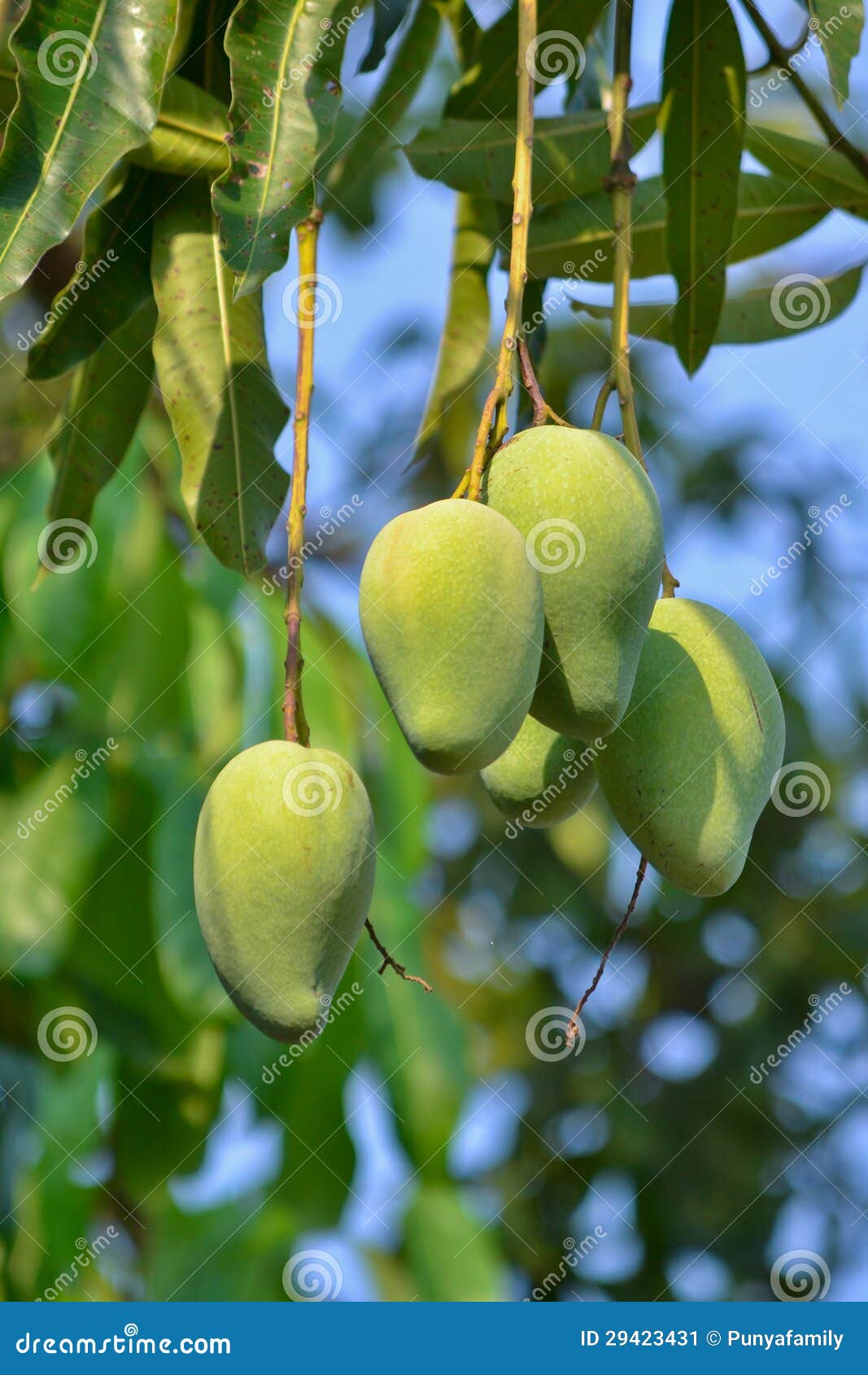 Mango on Tree of Thailand stock image. Image of farm - 29423431