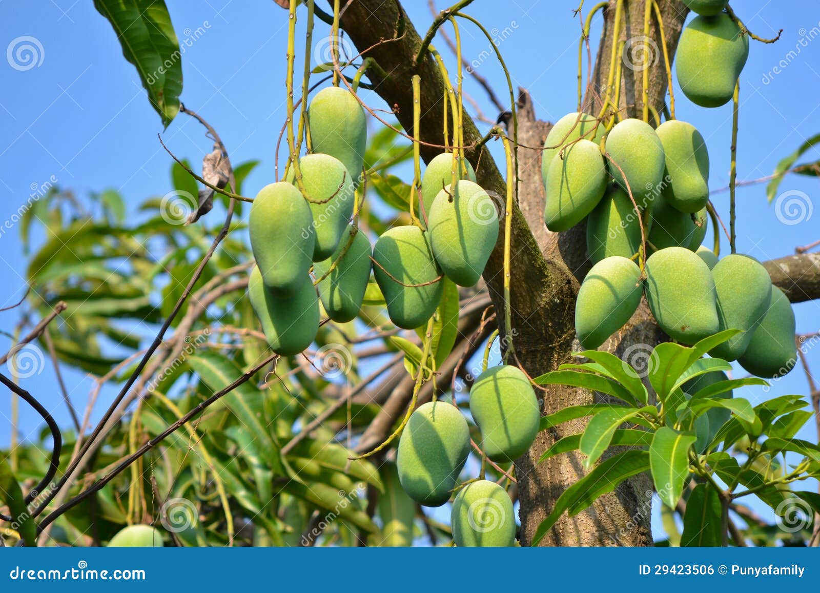Mango on Tree of Thailand stock photo. Image of green - 29423506