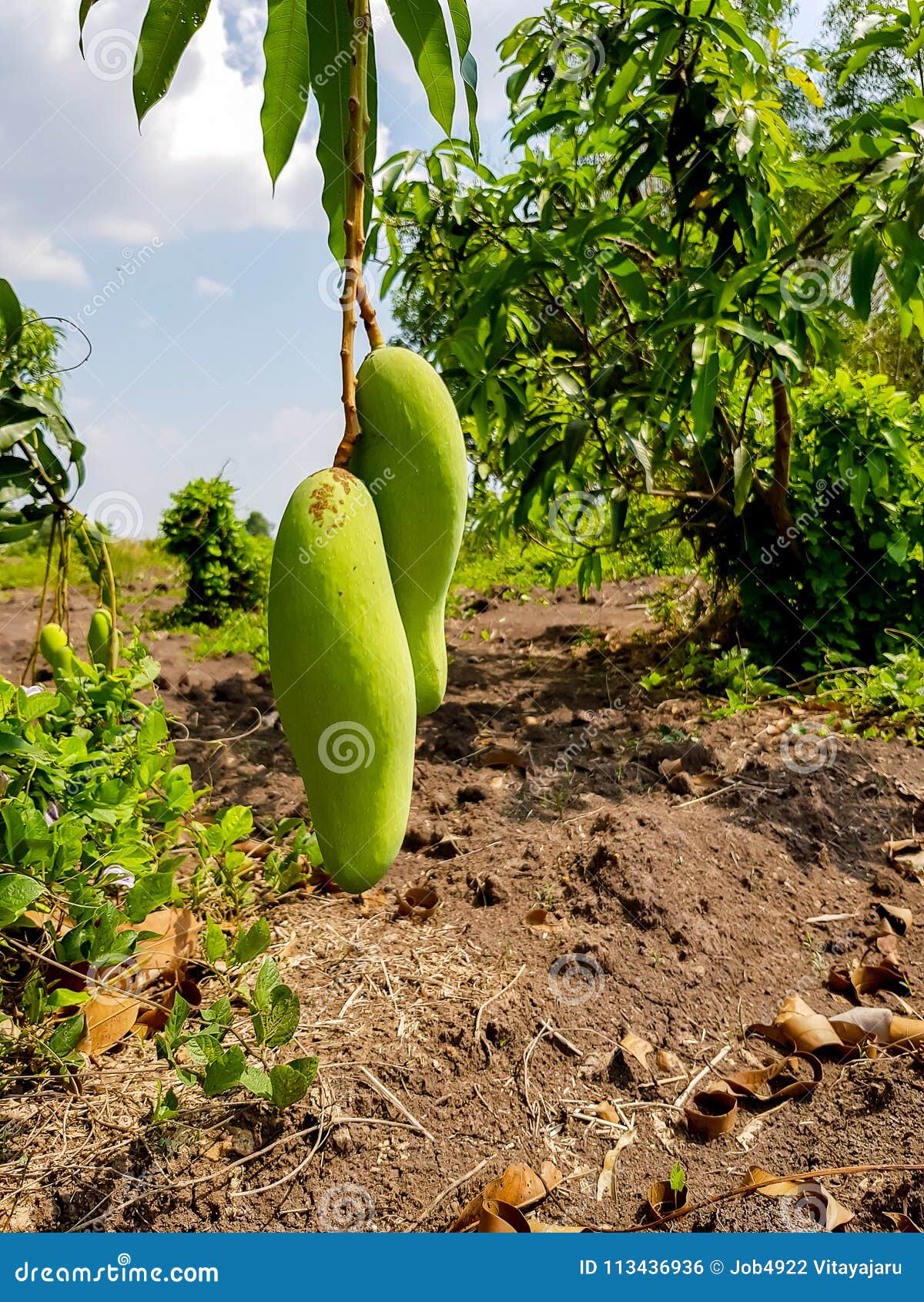 Mango on tree stock photo. Image of mangoes, diet, fruit - 113436936