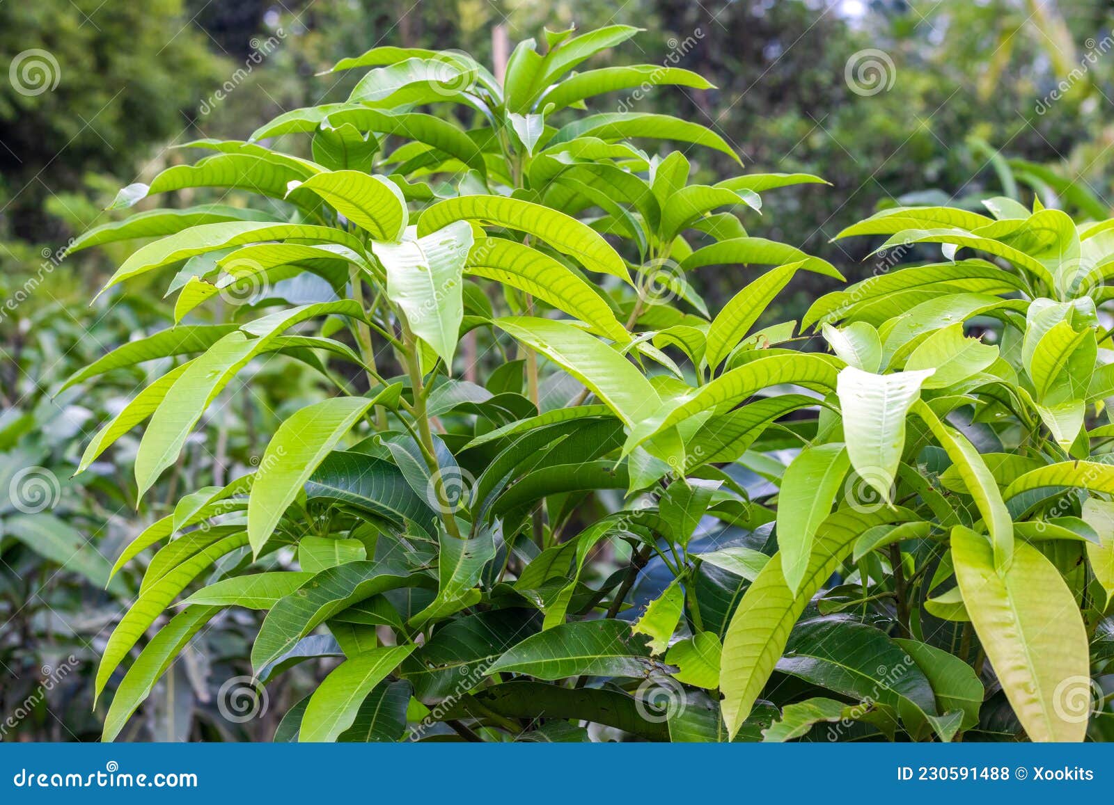 Mango Tree Top Branches with Leaves Inside of a Botanical Garden Stock ...