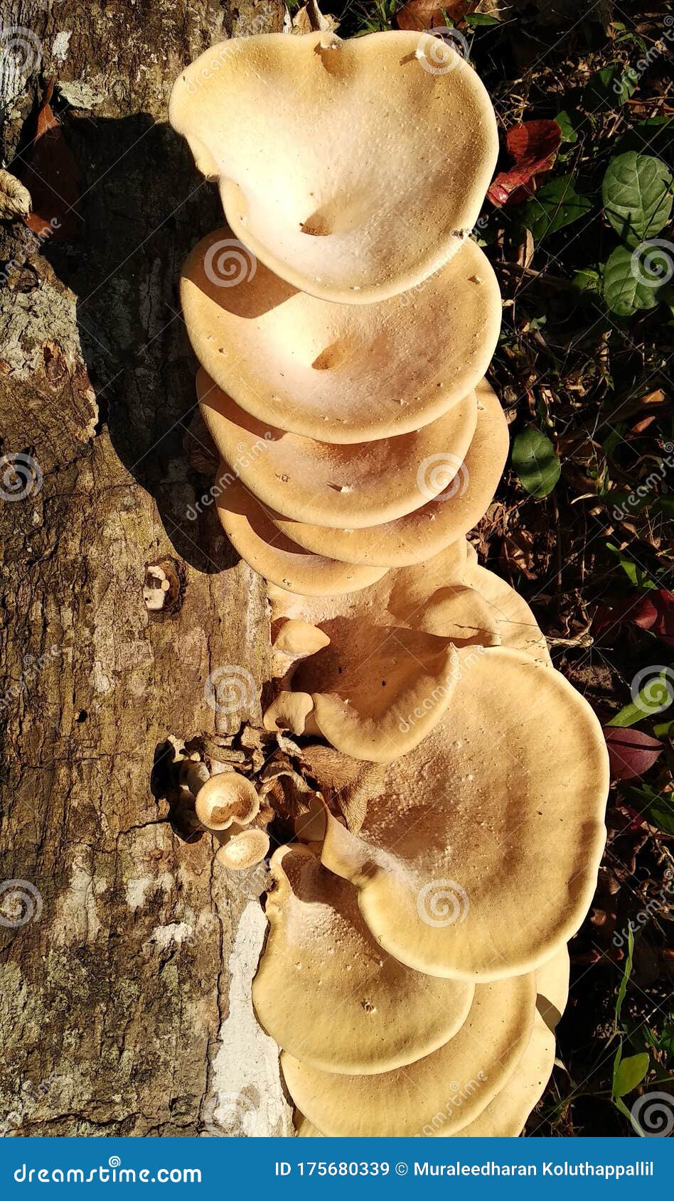 Mango tree trunk stock image. Image of fallen, tree - 175680339