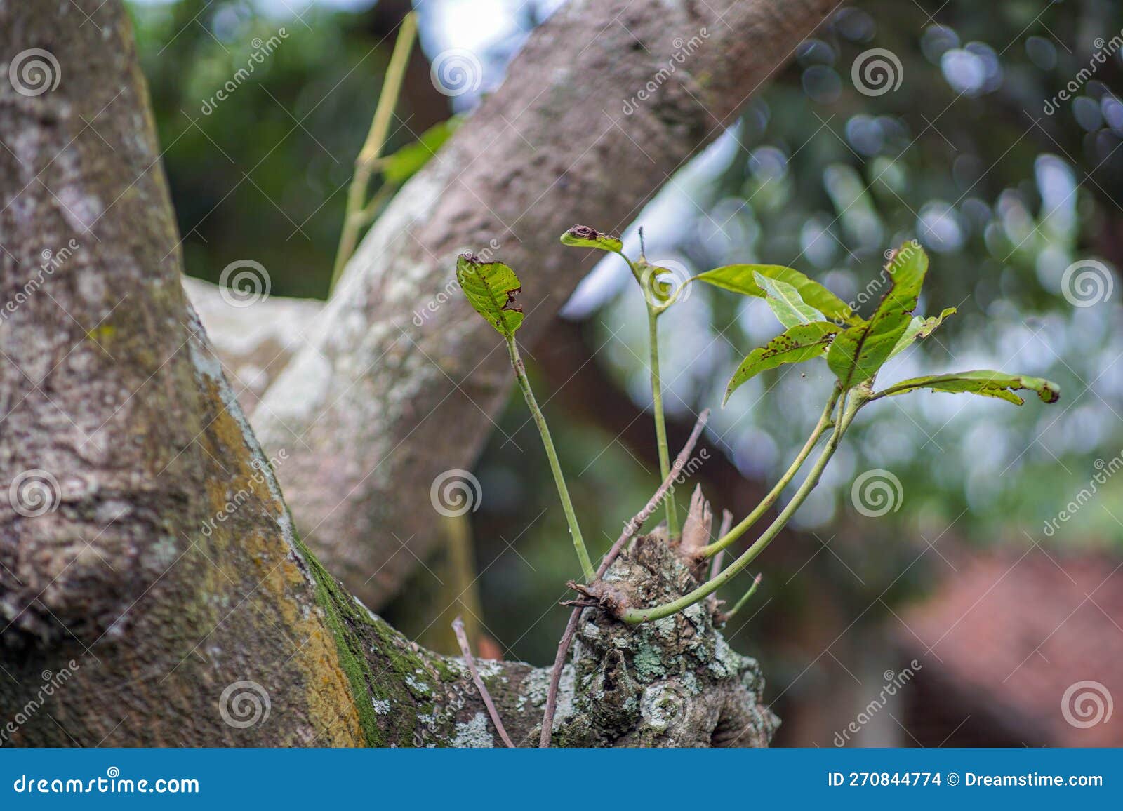 A Branched Trunk of a Mango Tree that Grows a Few Leaves Stock Photo ...