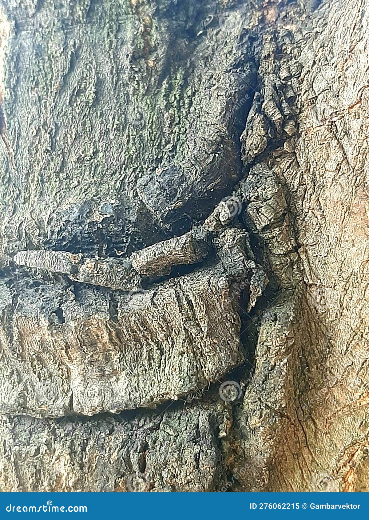 Mango Tree Trunk Detail Texture Stock Image - Image of mango, tree ...