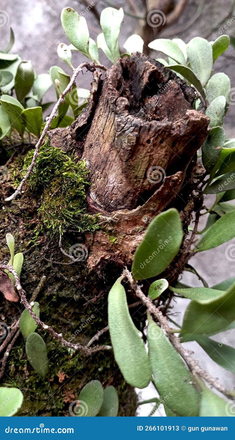 Mango Tree Trunk in the Home Yard in the Garut Area, West Java Stock ...