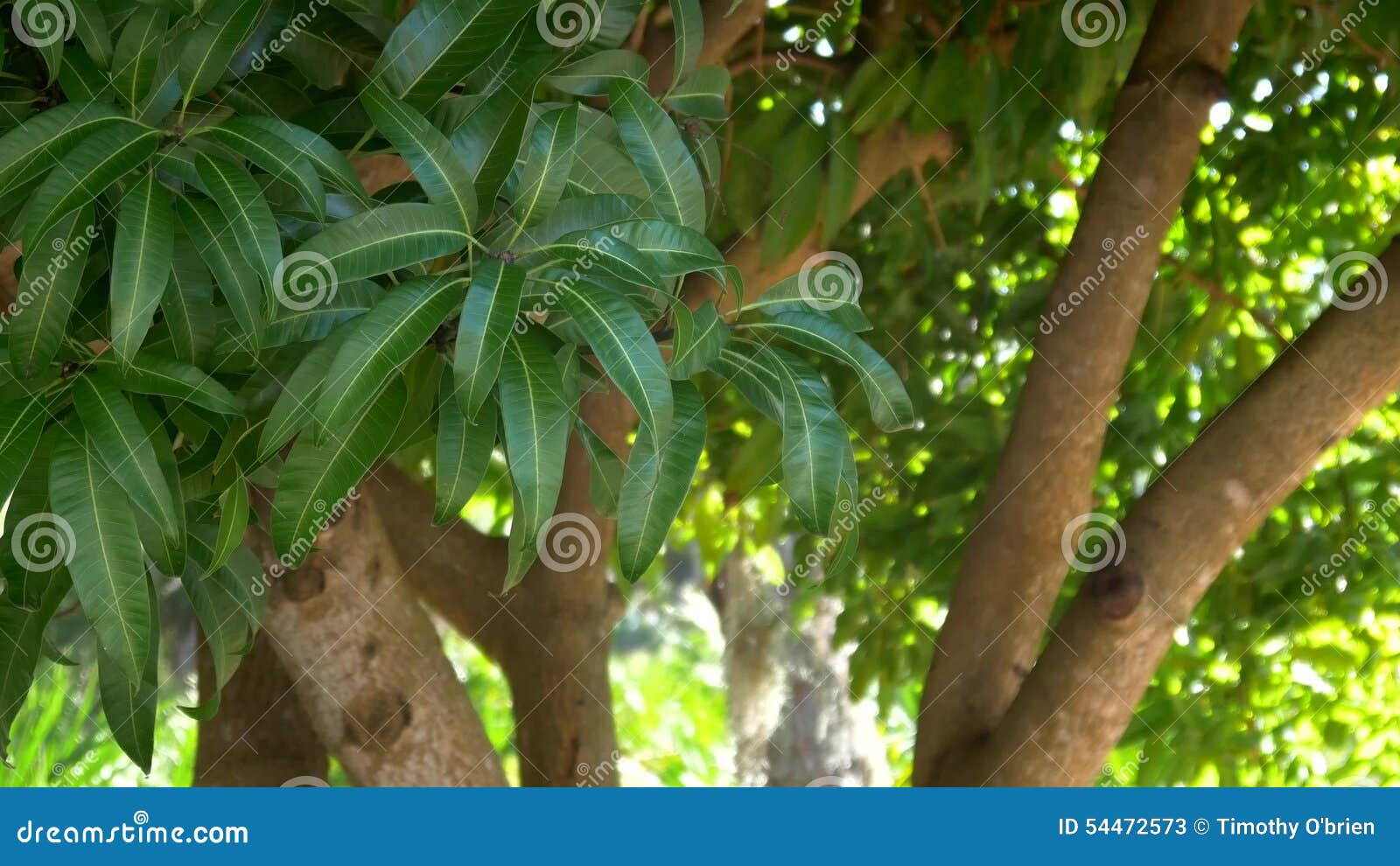 Mango tree trunk, 4K stock video. Video of farm, branch - 54472573