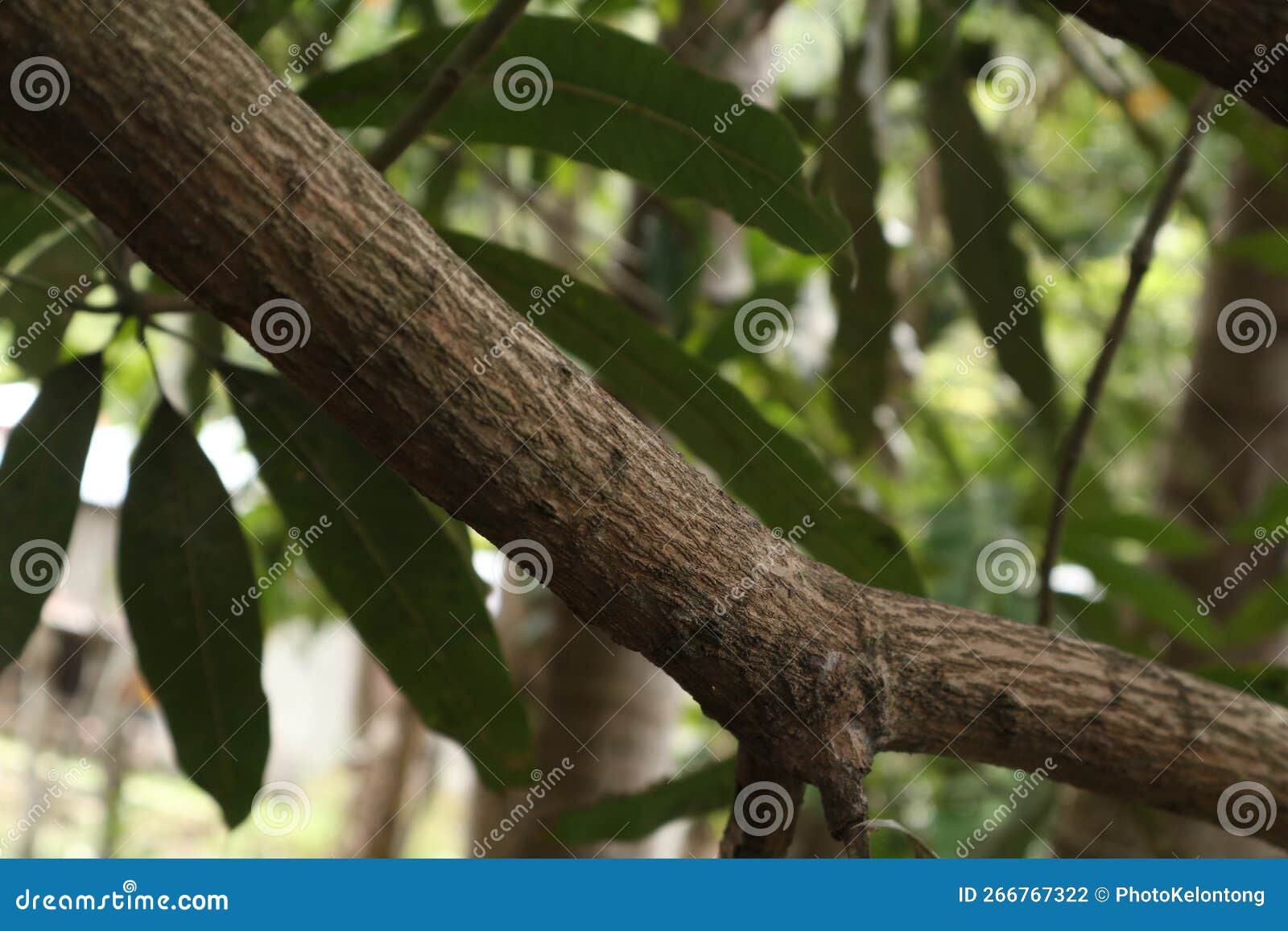 Mango Tree Trunk with Leaves Background Stock Photo - Image of plant ...
