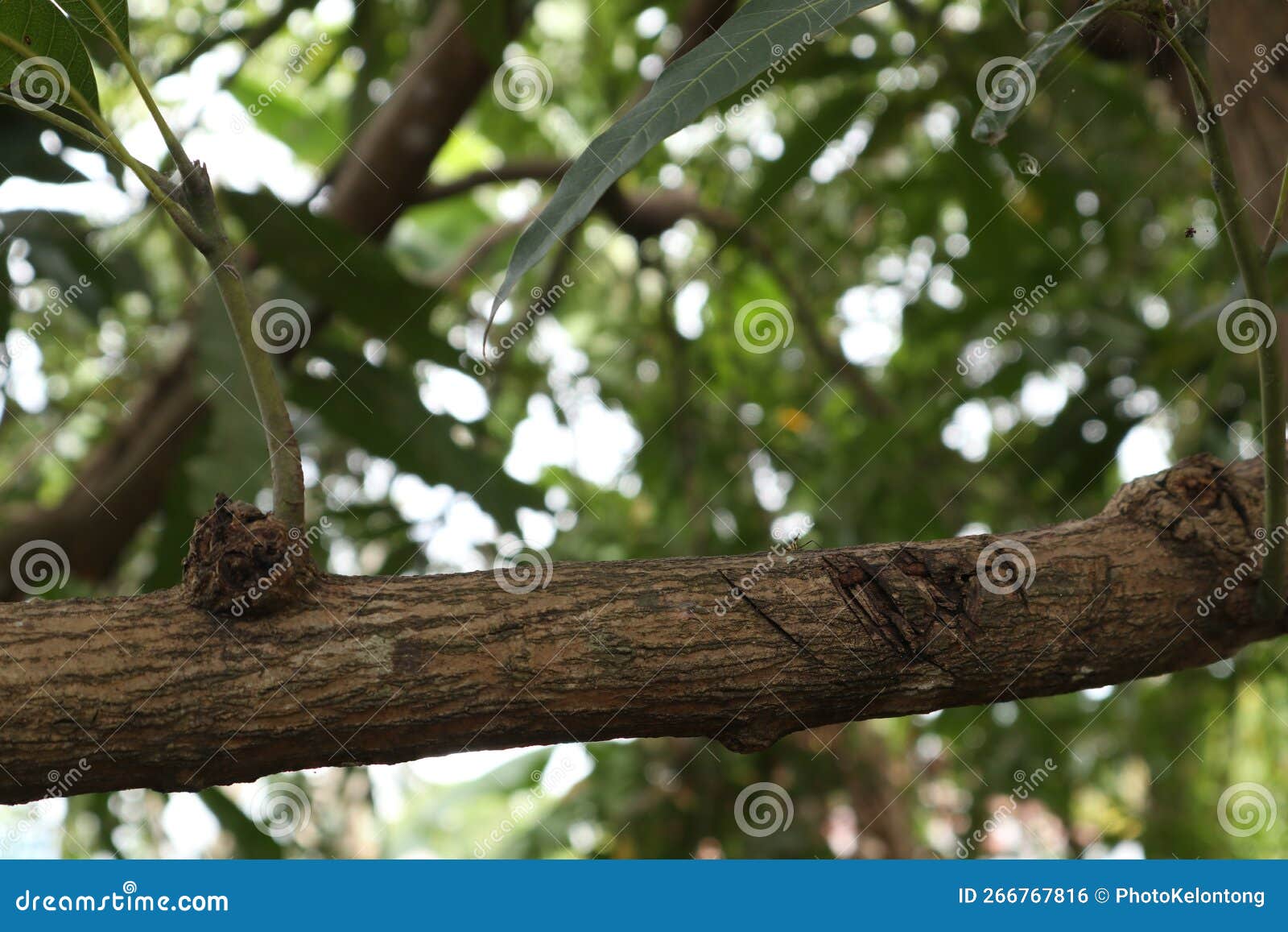 Mango Tree Trunk with Leaves Background Stock Photo - Image of branch ...