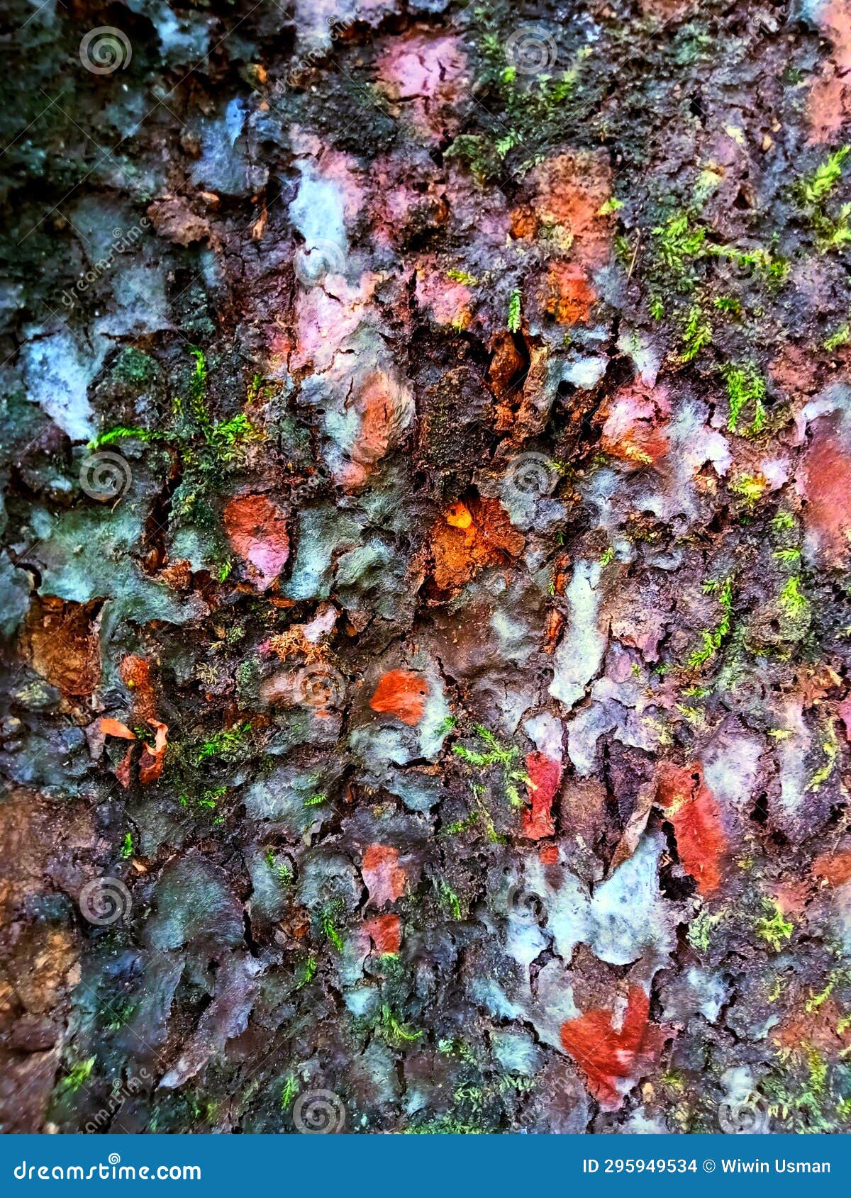 Mango tree trunk stock photo. Image of healthy, looks - 295949534