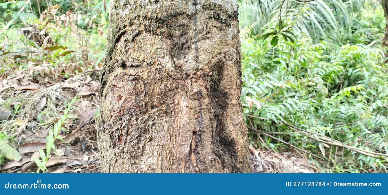 Mango tree trunk stock photo. Image of trunks, tree - 277128784