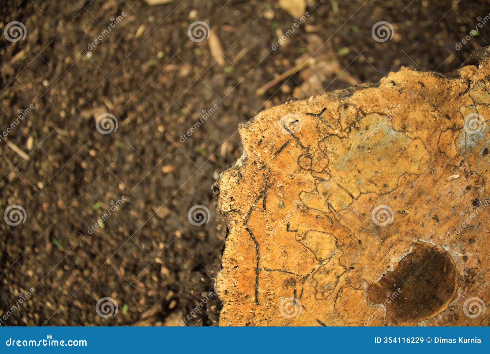 Mango Tree Trunk Pieces that Have Aged and Textured To Form a Unique ...